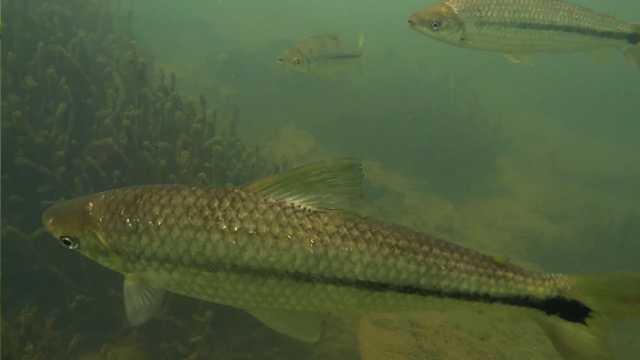 Parana River Fish Fauna - YouTube