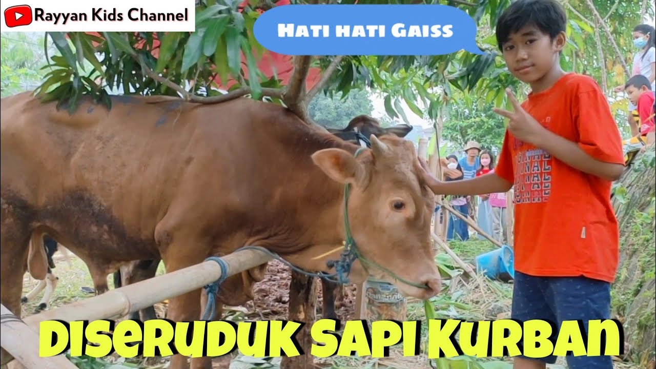 Diseruduk Sapi Kurban!!! | Mengetahui perbedaan Kambing & Domba. - YouTube