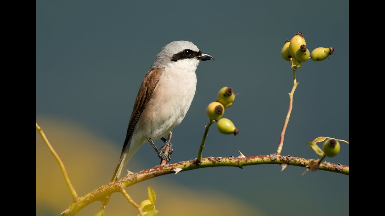 Strakoš na šípkovom kríku...2024 - YouTube