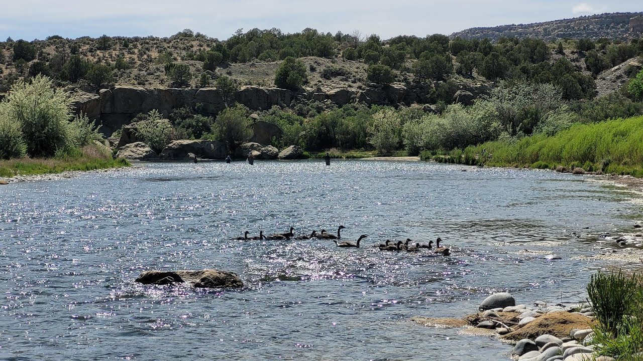 The Trout Vacuum two fly nymph rig, Fishing the San Juan River using AK ...