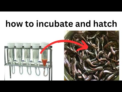 HOW TO INCUBATE AND HATCH CATFISH EGG (FISH FARMING episode 3) - YouTube