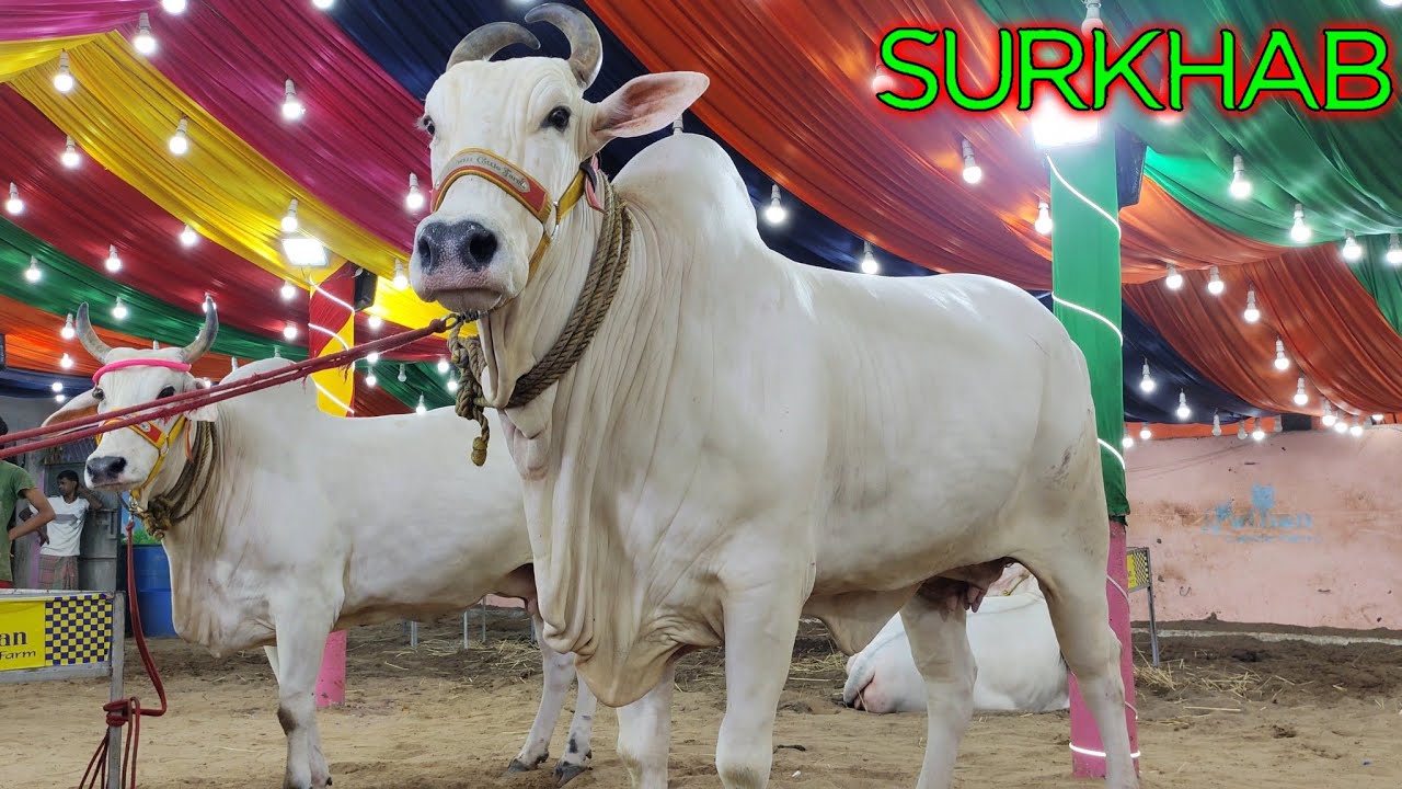 SURKHAB || MOST BEAUTIFUL & BIGGEST BACHI COW OF PATHAN CATTLE FARM ...