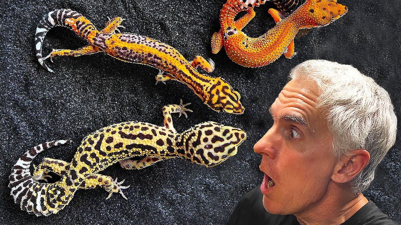 INSANE Leopard Geckos - YouTube