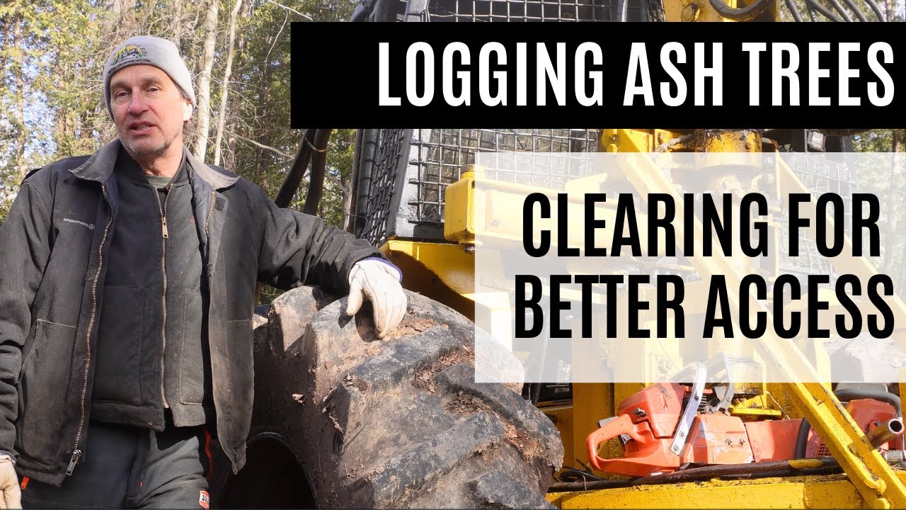 Logging Ash Trees & Trail Clearing Adventure and a Hydraulic Cylinder Breaking - YouTube