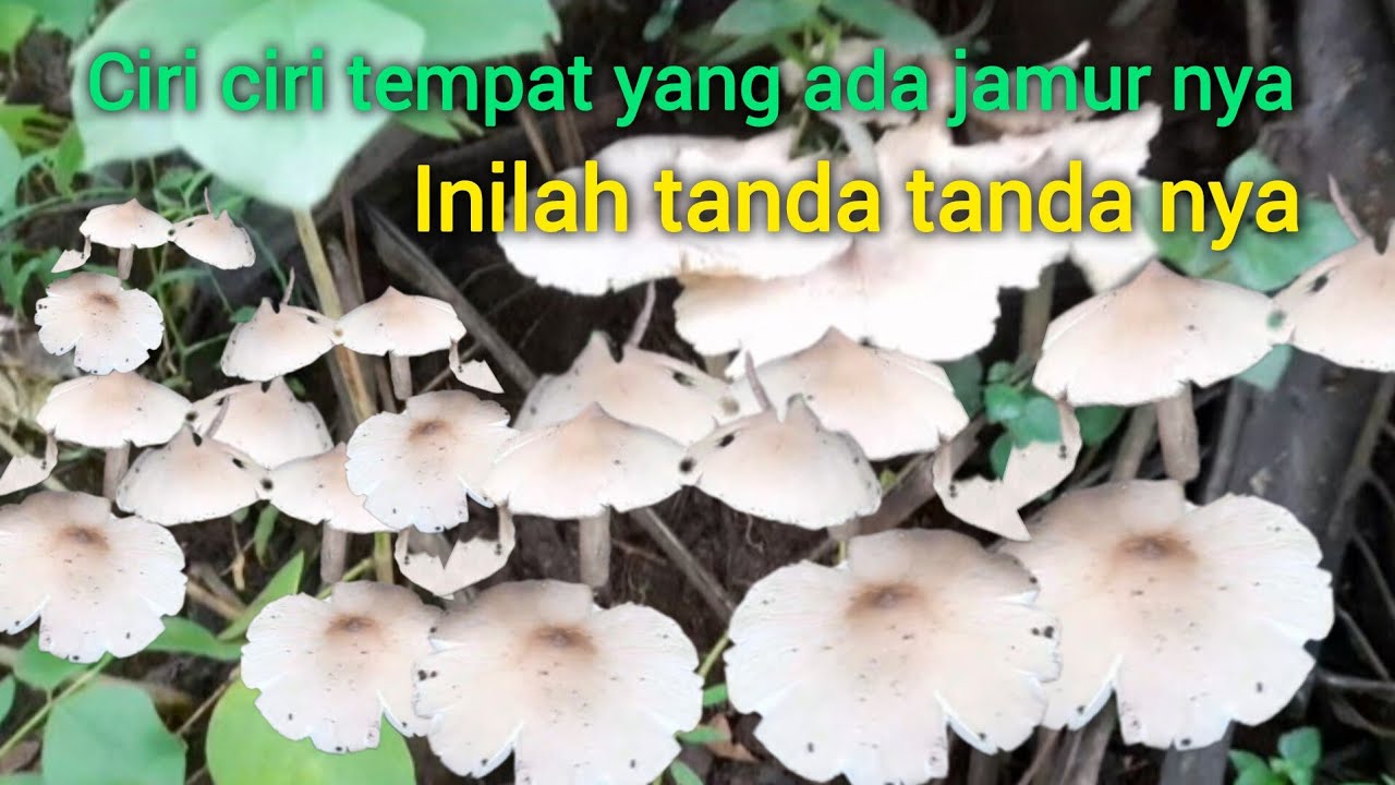 ciri ciri tempat tumbuh nya jamur barat dan jamur trucuk. . berburu ...