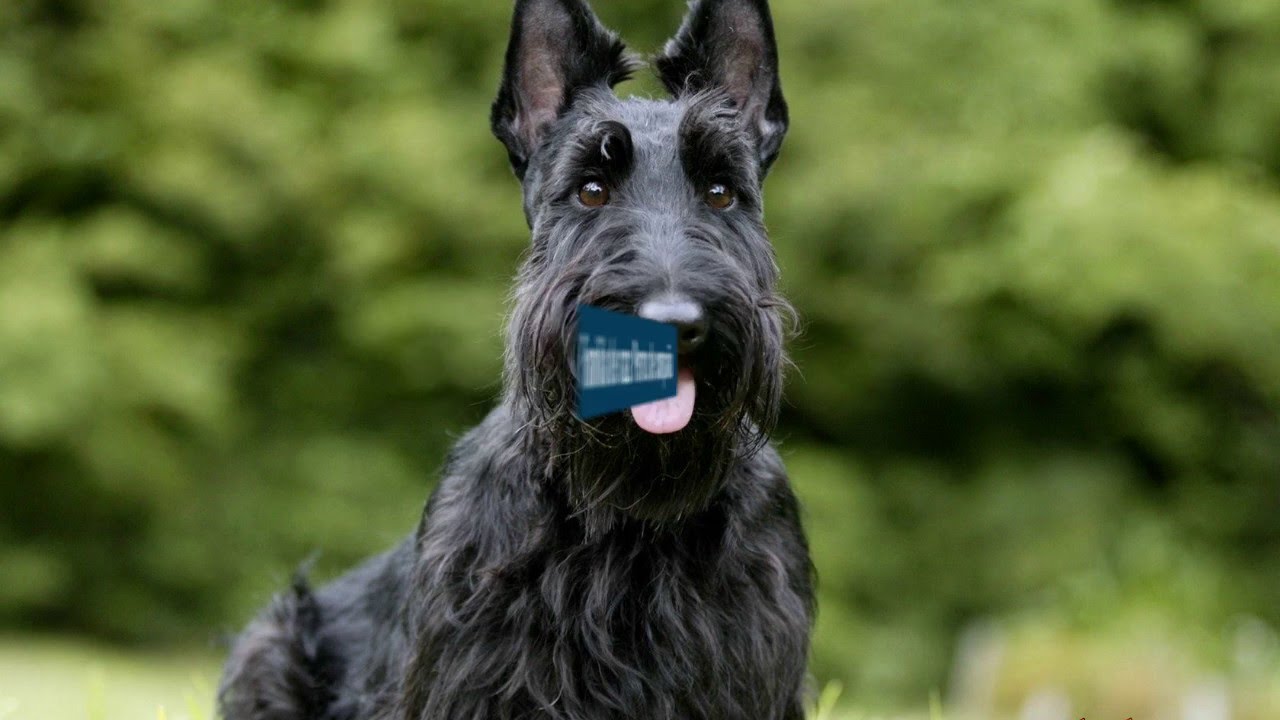 Razas de Perros - Terrier Escoses - Aberdeen Terrier - Scottie - YouTube
