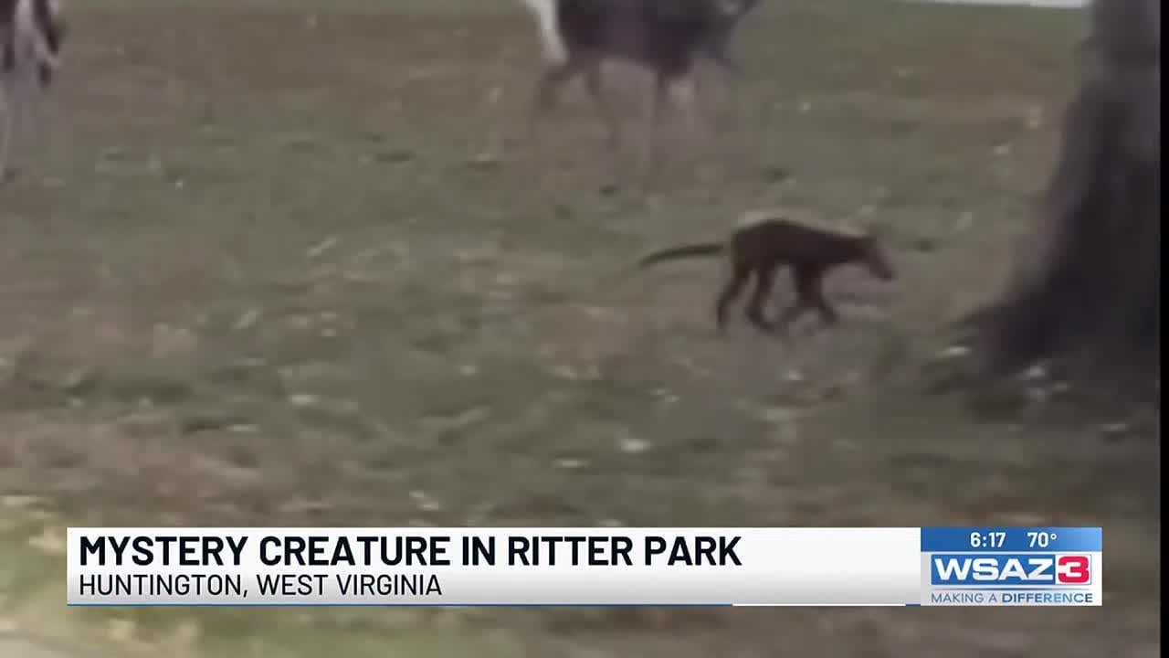 Mystery animal in Ritter Park - YouTube