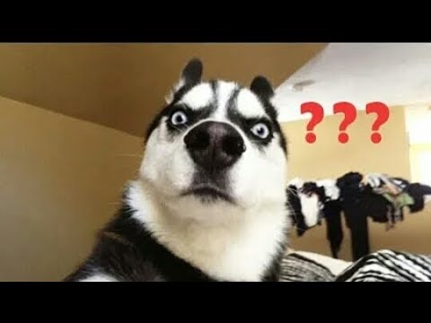 PRIKOLAR (qayerda????)