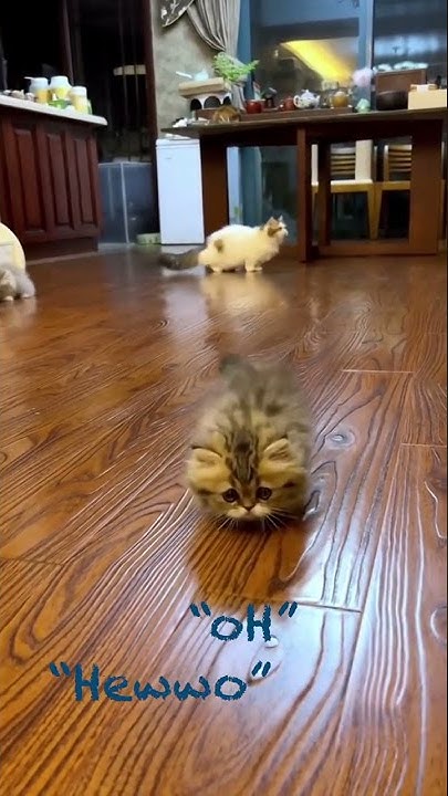 lit'tl snake kitty says "hewwo" #shorts #kitten #snake #funny #cats - YouTube