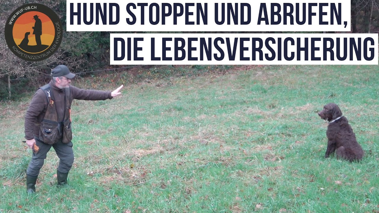 Spielerisch dem Hund „Stopp und Abruf“ Beibringen | Hundeschule U.B ...