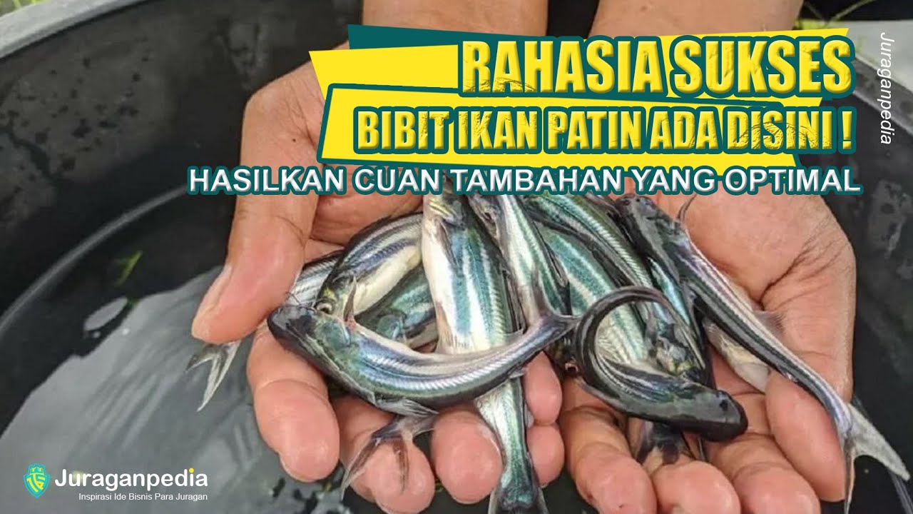 STRATEGI SUKSES BIBIT IKAN PATIN BAGI PEMULA VERSI JURAGAN PEDIA - YouTube
