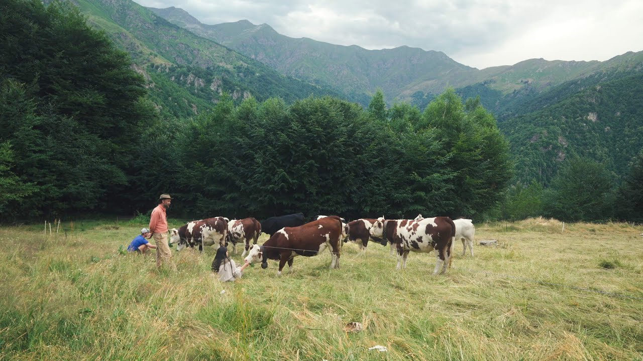 #169 Cows on the Land, Building Stone Walls, Stung by a Bee - YouTube