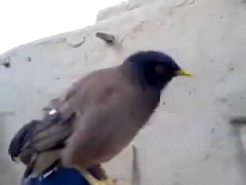 AĞLAYAN BEBEK TAKLİDİ YAPAN KUŞŞ :))))))