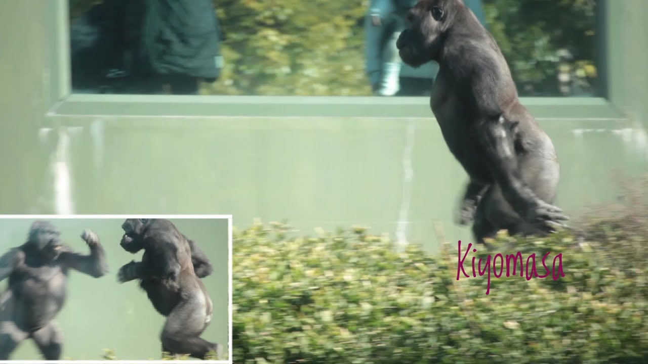 Young Male Gorilla Charging A Female | The Shabani Family | Higashiyama ...