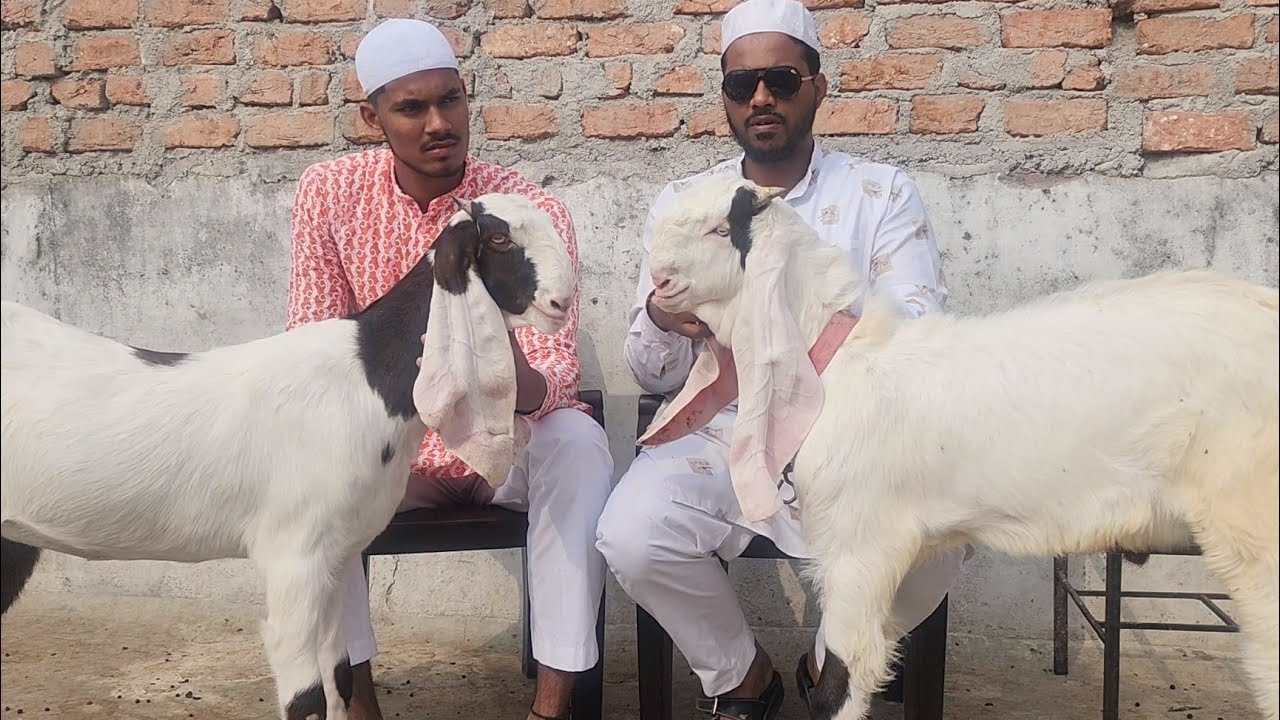 Mohammed Bullet The King Of Gulabi Goats India Latest Update ...