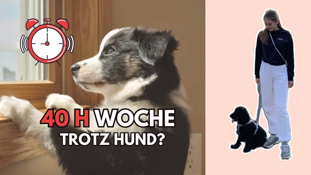 Hund Trotz 40 Stunden Woche