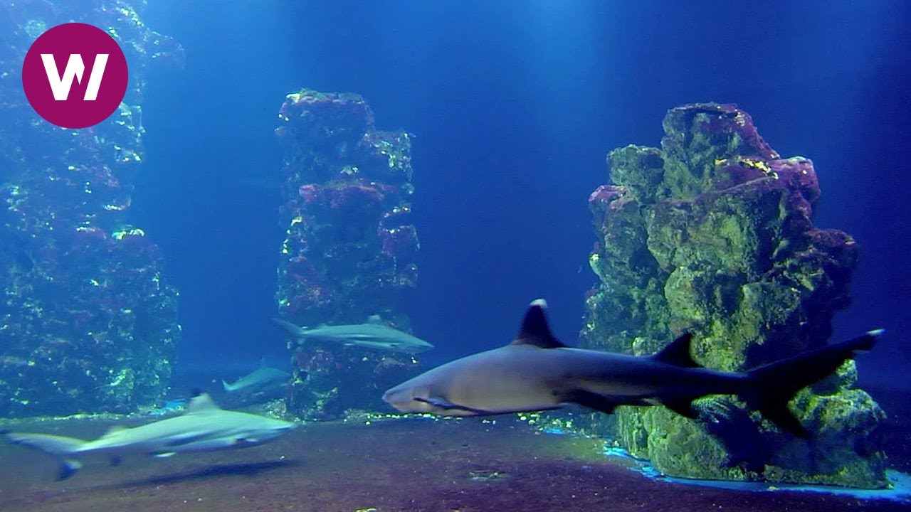Music for meditation - Sharks Aquarium Visuals - YouTube