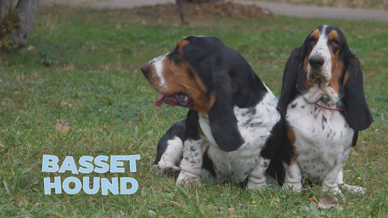 Basset Hound Dog Breed 101 [4k Video] - YouTube