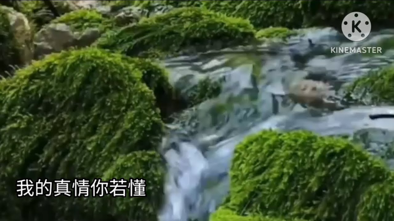 我的情深你若懂c笛子华乐演奏 笛子 竹笛演奏 Youtube