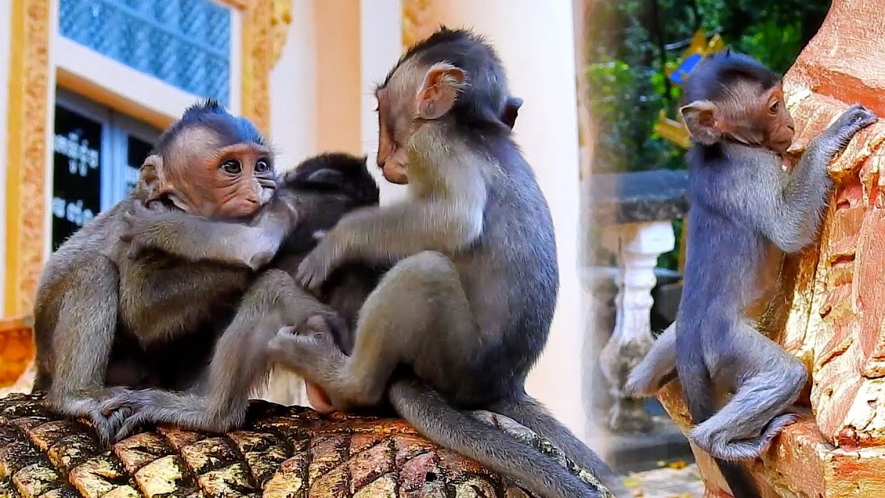 Babies try to play with other monkeys and learn to cling - YouTube