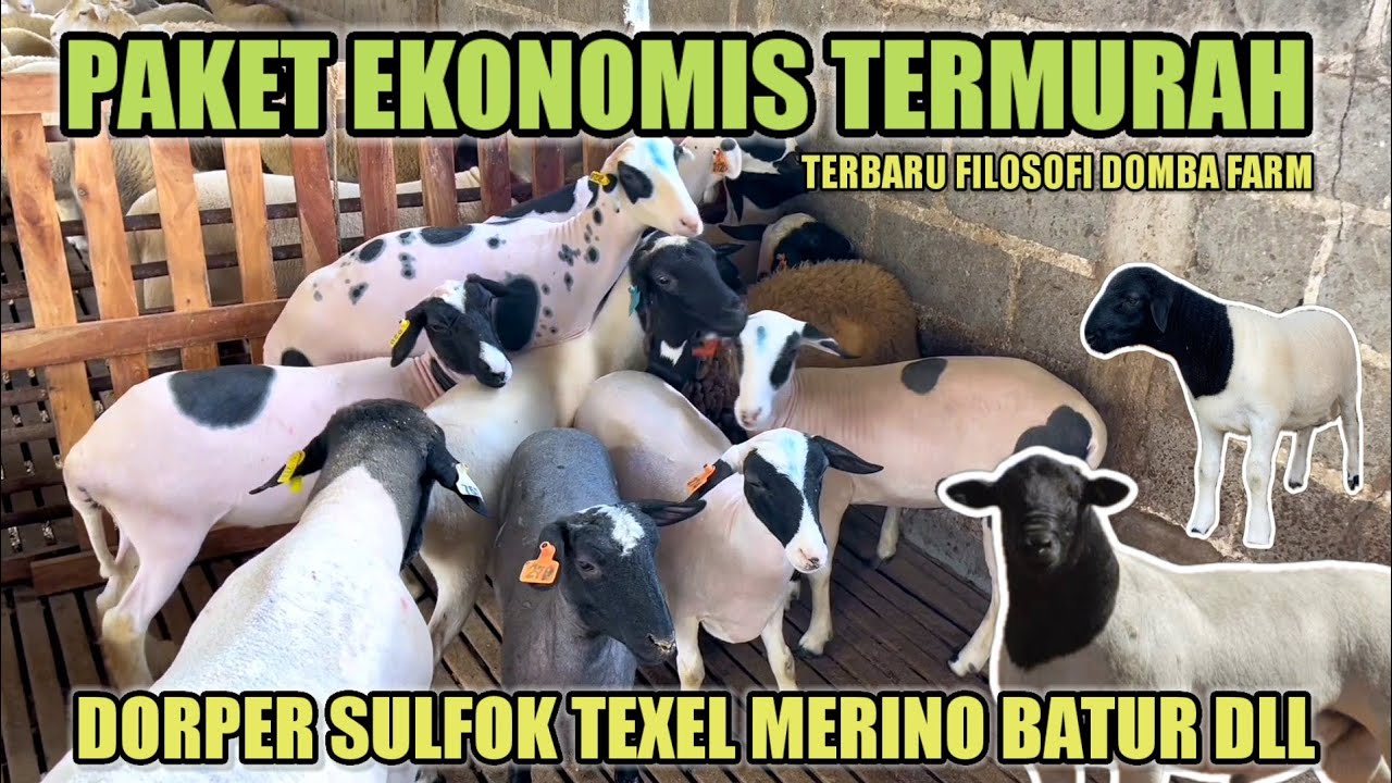 UPDATE HARGA DOMBA PAKET BREEDING EKONOMIS DORPER SULFOK TEXEL MERINO ...