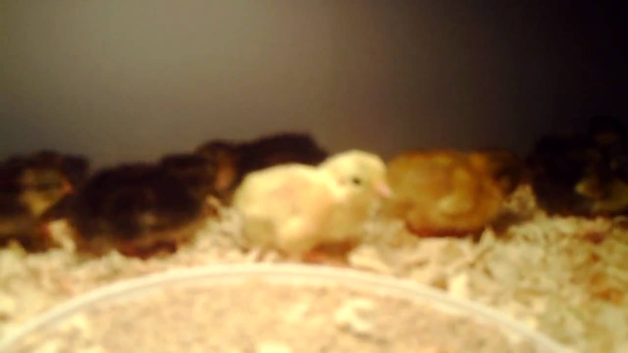 Mixed button quail chicks have hatched - YouTube