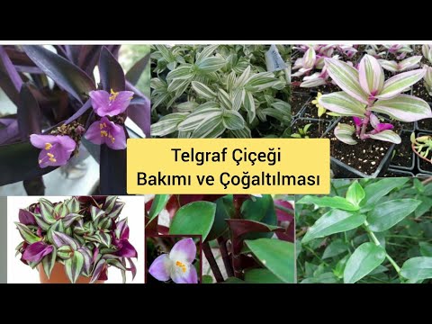 TELGRAF ÇİÇEĞİ Türleri , Bakımı ve Çoğaltılması nasıl olur.