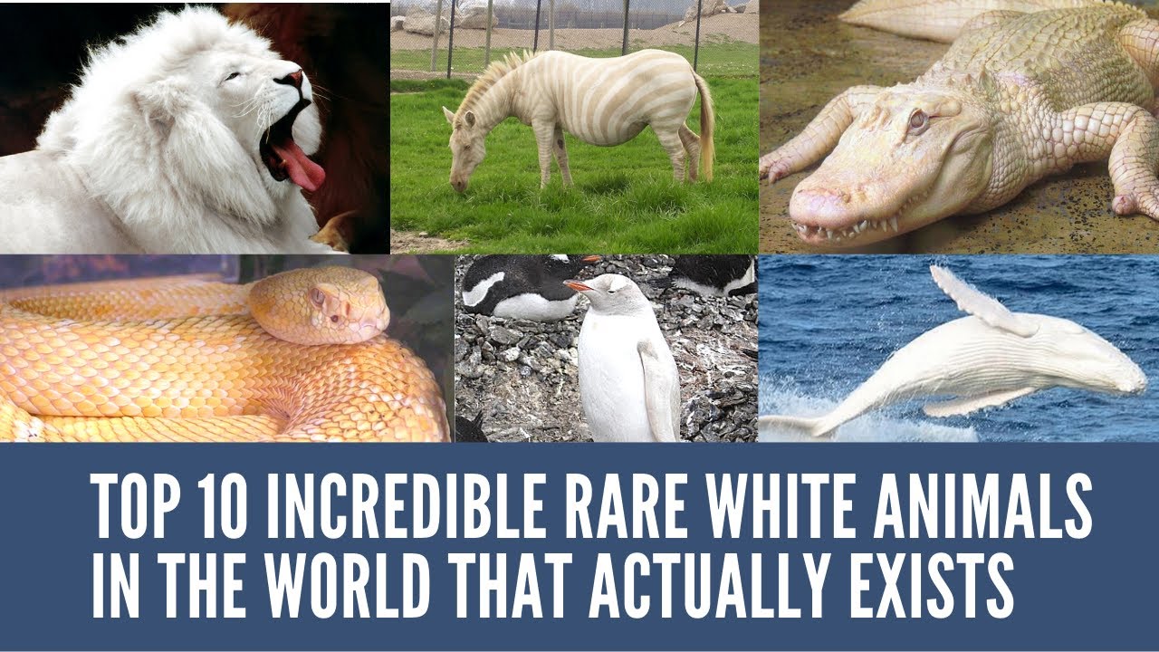 Top 10 Incredible and rare white animals in the world That Actually ...