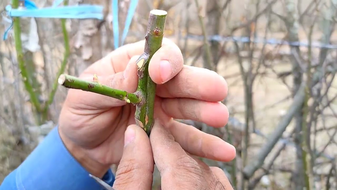 New technique of rose Grafting | Rose Grafting technique - YouTube