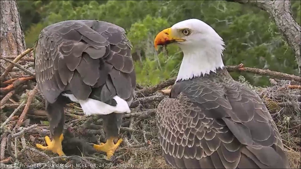 AEF NEFL Eagle Cam 11-04-18: Breakfast for Juliet / Fluff for Nest ...