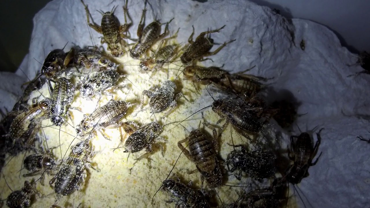 Crickets having a GIANT FEAST! (1080p 60FPS) - YouTube