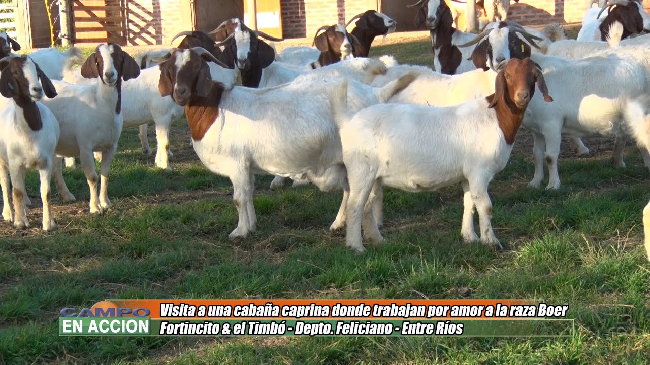 Fortincito & el timbó, cabaña caprina donde la raza Boer - Germán Short ...