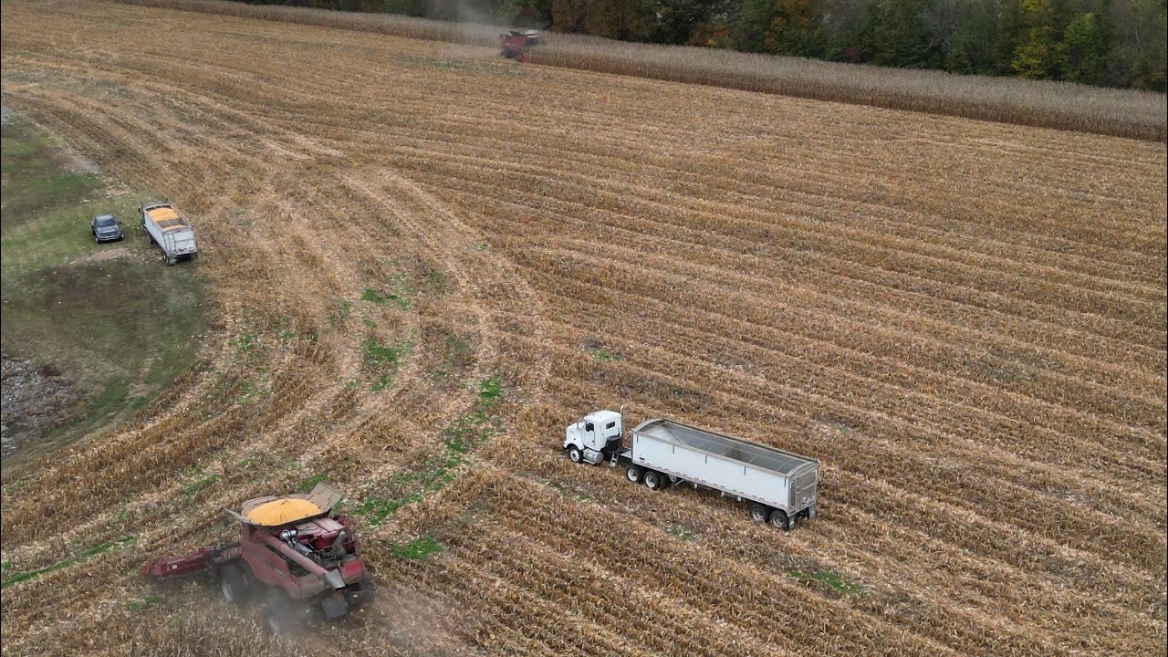 Picking corn with two case combines and two 12 row heads - YouTube