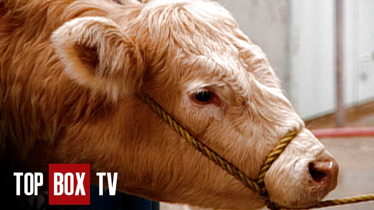 C Section For A Cow - Campus Vets 104 - Merlin's Malady - YouTube