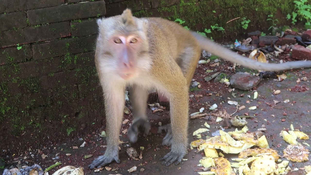MONYET LUCU BANGET MONYET MAKAN PISANG DI ATAS POHON MONYET MAKAN BUAH ...