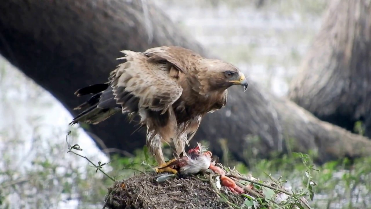 Booted Eagle with Prey - YouTube