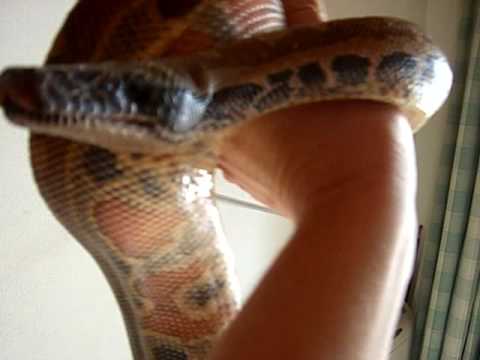 python curtus/blood python - YouTube