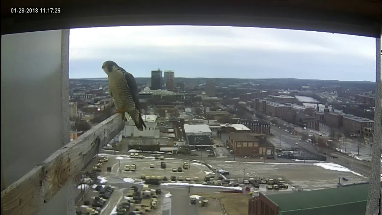 Manchester, NH Peregrine Falcon - Confused falcon（20180128） - YouTube