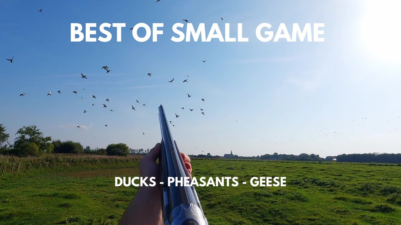 BEST OF SMALL GAME HUNTING 2023 - Ducks - Pheasants - Geese ...
