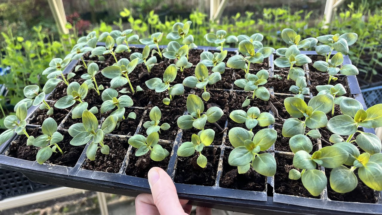 Pricking Out Snapdragon (Antirrhinum majus) seedlings - YouTube
