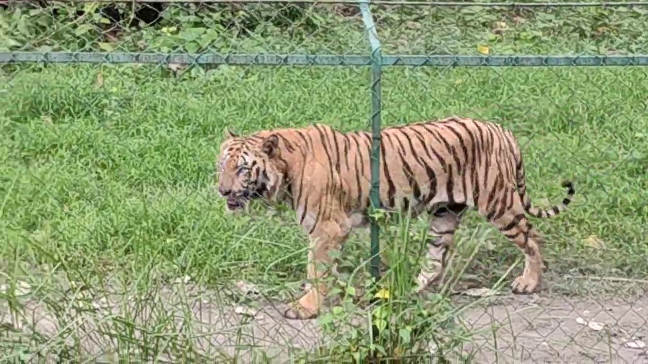Visiting Zoo In Kolkata pls Cmnt YouTube visiting-zoo-in-kolkata-pls-cmnt-youtube