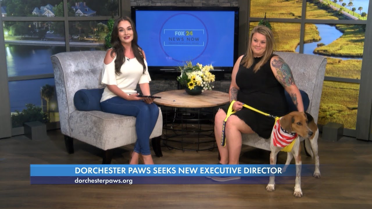 Dorchester Paws Seeks New Executive Director - YouTube