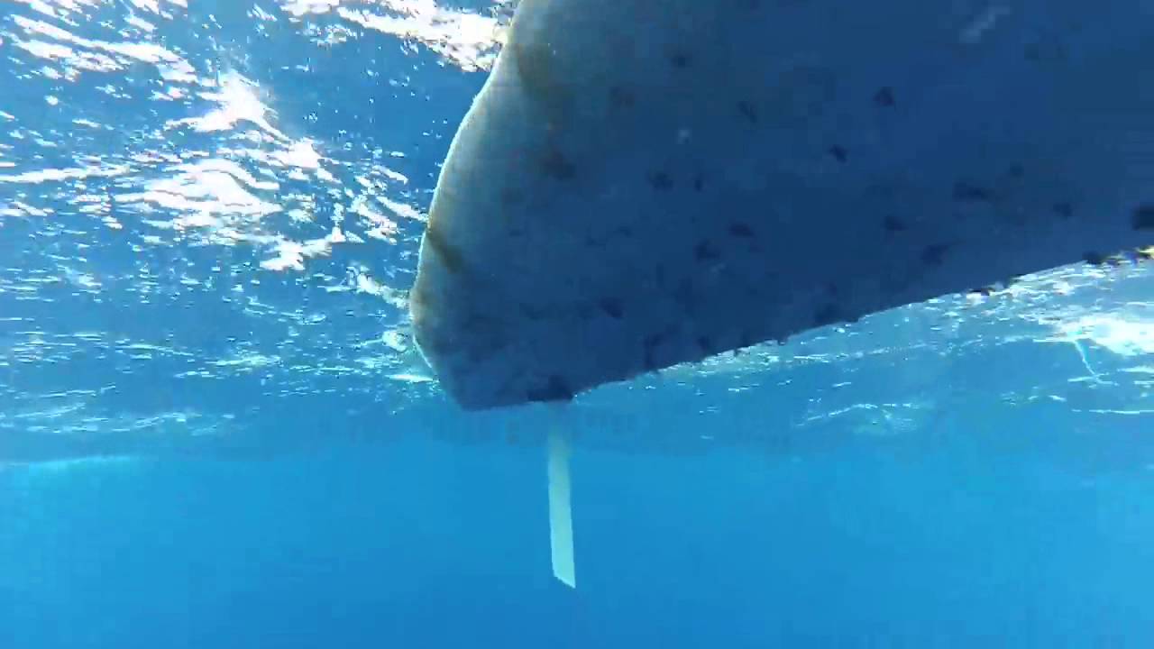 Scraping Atlantic barnacles from the rowboat hull - YouTube