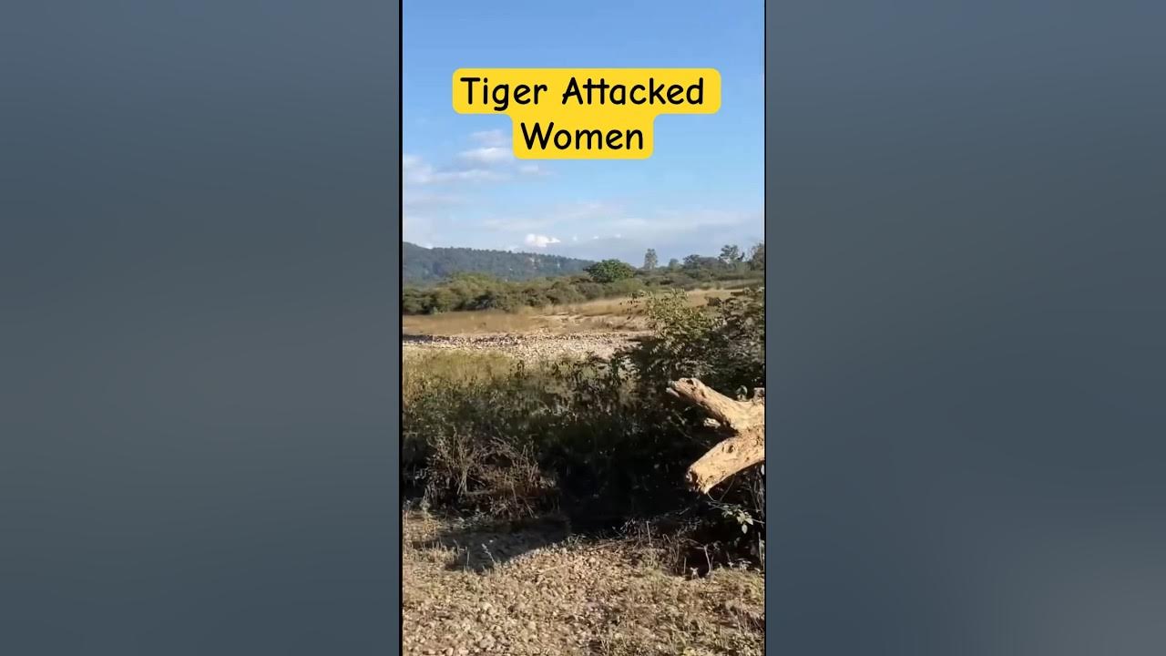 Tiger Attacked Women 😱 Jim Corbett National Park #shorts #jimcorbett #tiger - YouTube