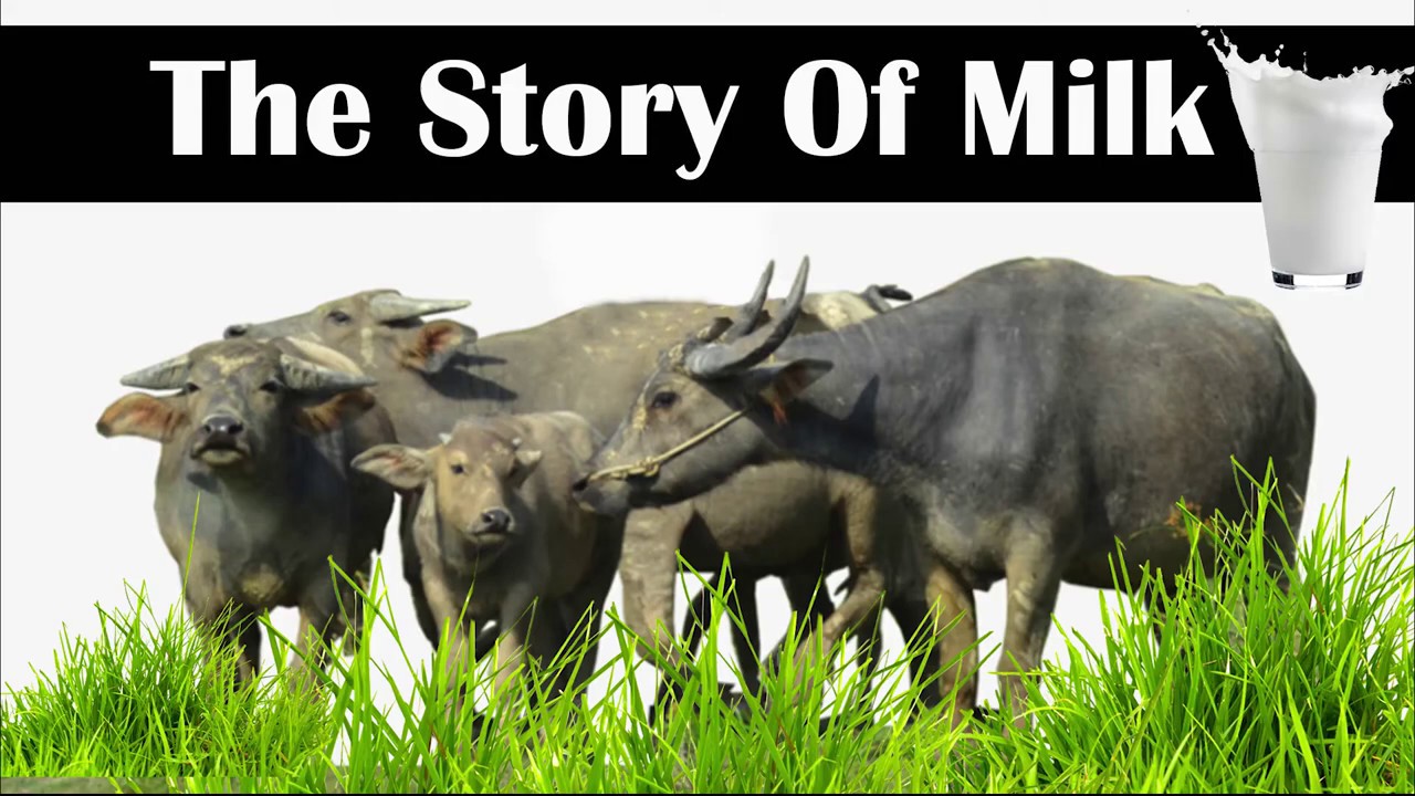 Story of Milk By Gauri Maulekhi - YouTube
