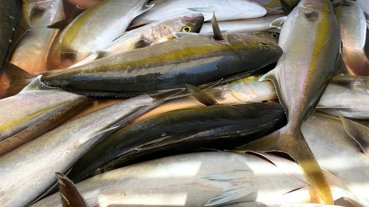 Fish Box FULL!!! Commercial fishing at its BEST! (Banded rudderfish ...