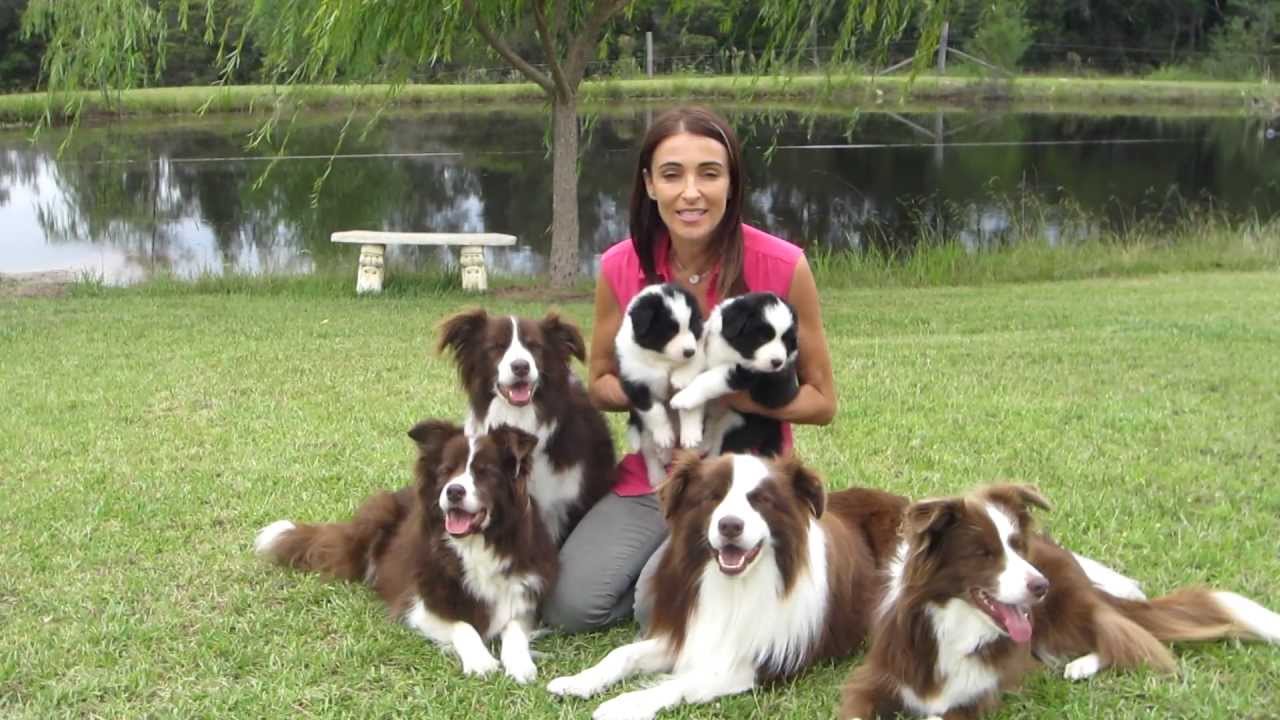Border Collie Fun Day/ Guinness World Record Attempt Video Invite ...