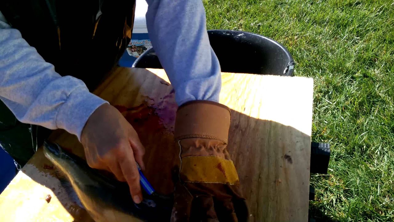 How to skin a catfish - YouTube