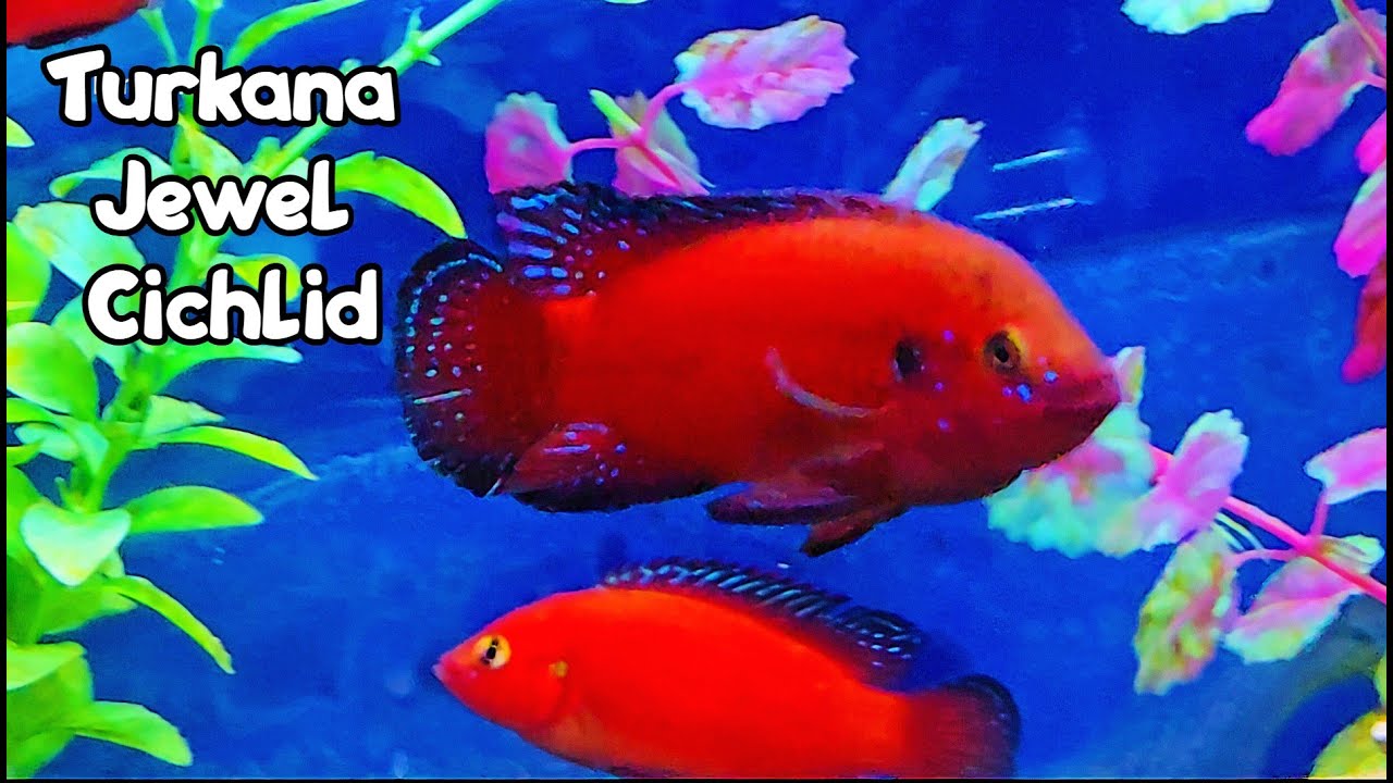 🐟Turkana Jewel Cichlid🐠 - YouTube