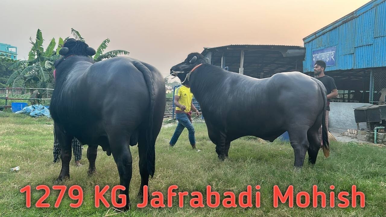 Kayum Agro Mohish Collection 2024 | Biggest Buffalo In Bangladesh ...